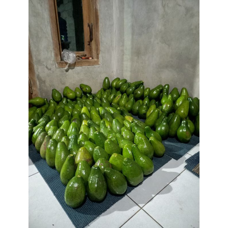 Jual alpukat mentega 1kg | Shopee Indonesia