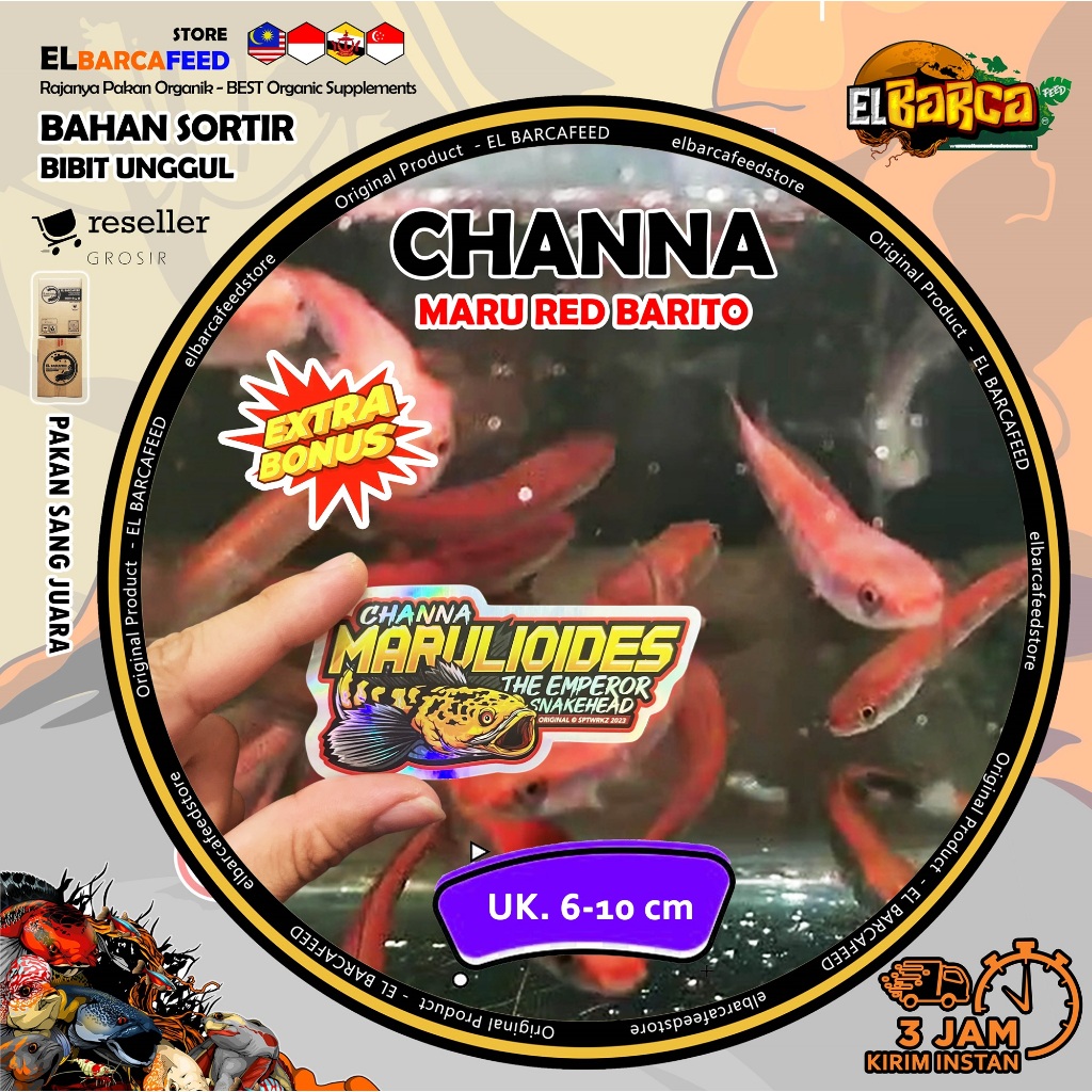 Jual STICKER CHANNA HIDUP MARU RED BARITO WC mata merah bar marking ...