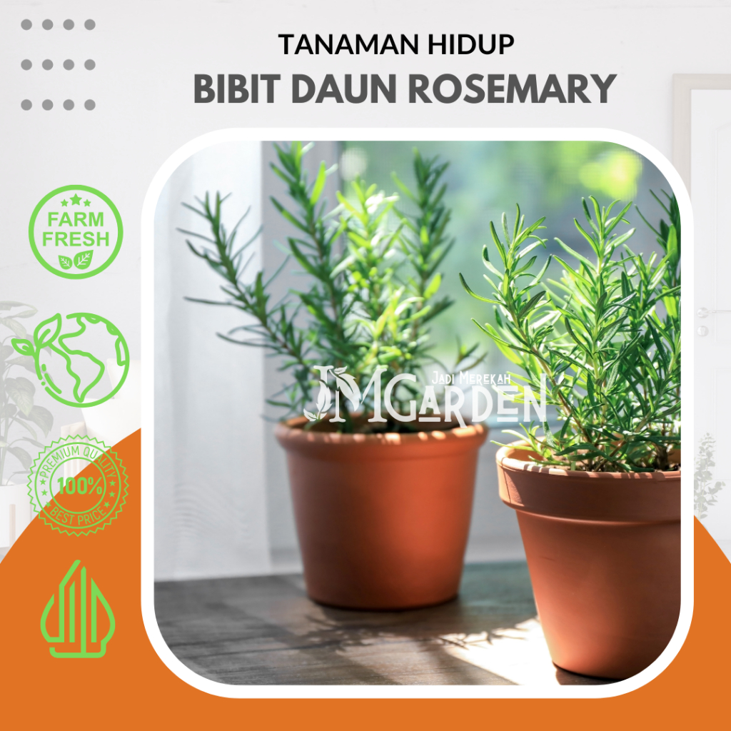 Jual [JM_Garden] Bibit Tanaman Rosemary / Herb Rosemery / Tanaman Pengusir Nyamuk | Shopee Indonesia