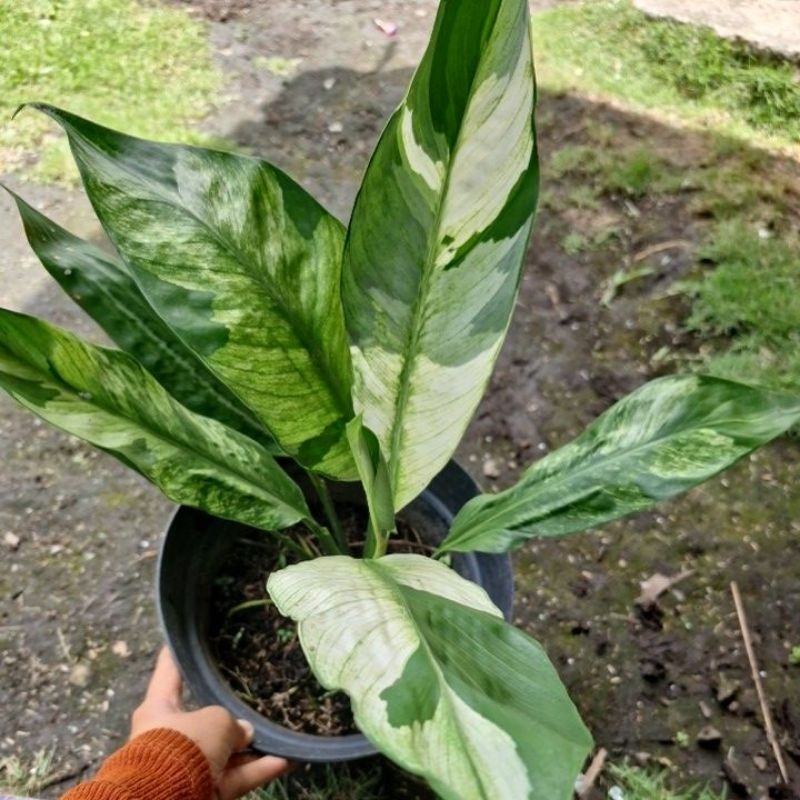Jual Peace Lili Varigata Tanaman Hias Varigata | Shopee Indonesia