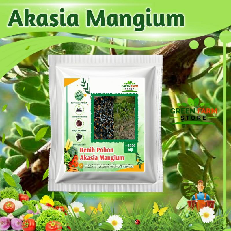 Jual Benih Pohon Akasia Mangium (-+3000 biji) | Shopee Indonesia