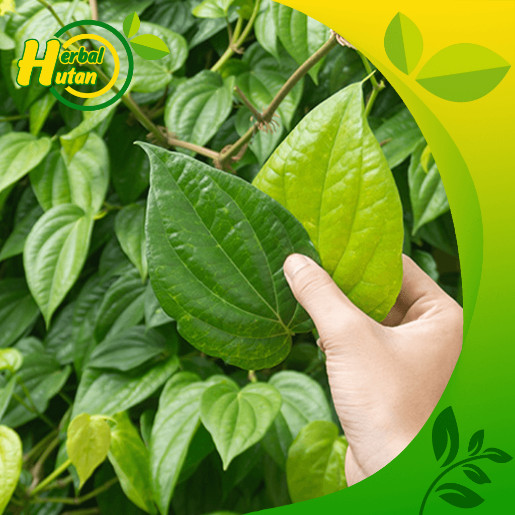Jual DAUN SIRIH SEGAR 50LEMBAR SEGAR KWALITAS TERBAIK OBAT HERBAL OBAT ...