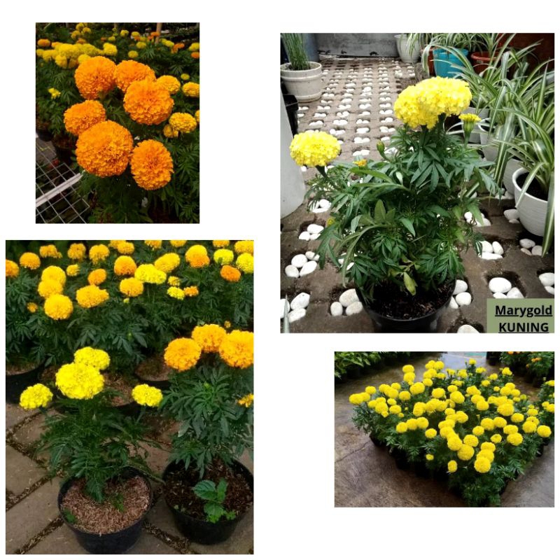Jual Tanaman Bunga Marigold Bunga Marygold Hidup | Shopee Indonesia