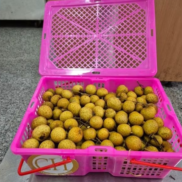 Jual LENGKENG GOLD GEDE2 KEMASAN keranjang kecil | Shopee Indonesia