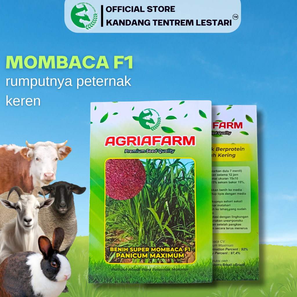 Jual Benih Rumput SUPER MOMBACA F1 AGRIAFARM 700 Biji Panicum Maximum ...