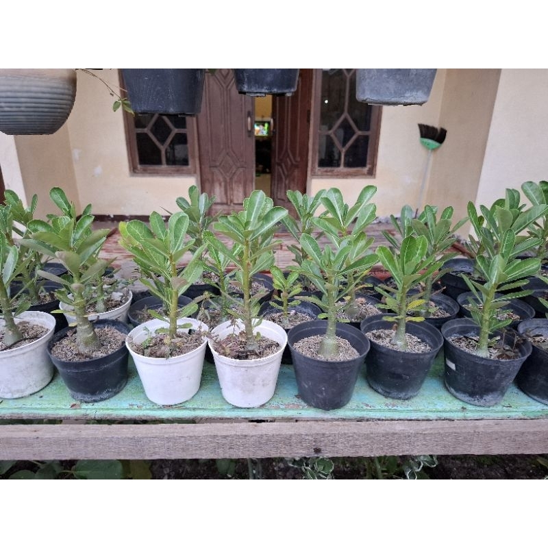 Jual Bibit Adenium Obesum Warna Random Ukuran 10-29 cm Anak Bunga Mawar ...