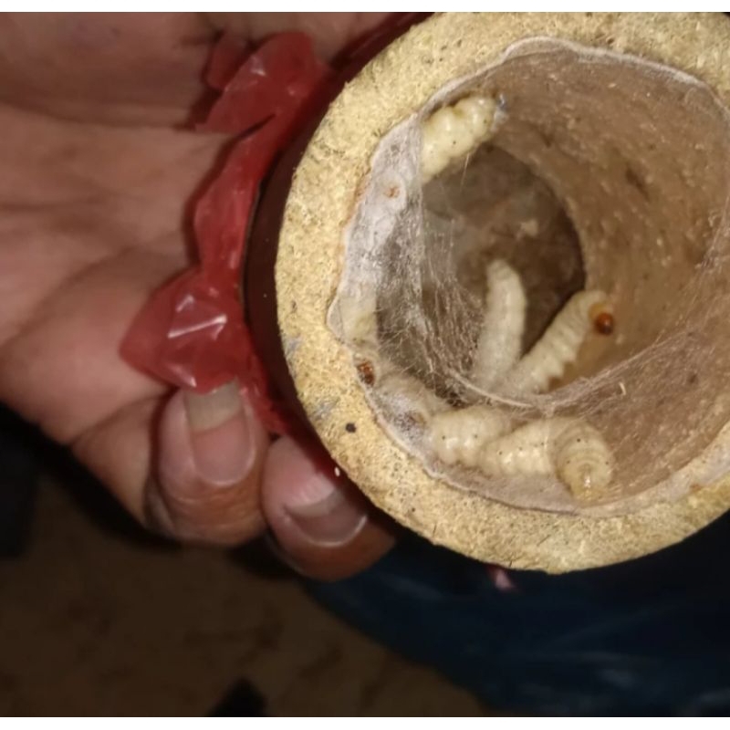 Jual Ulat Bambu | Shopee Indonesia