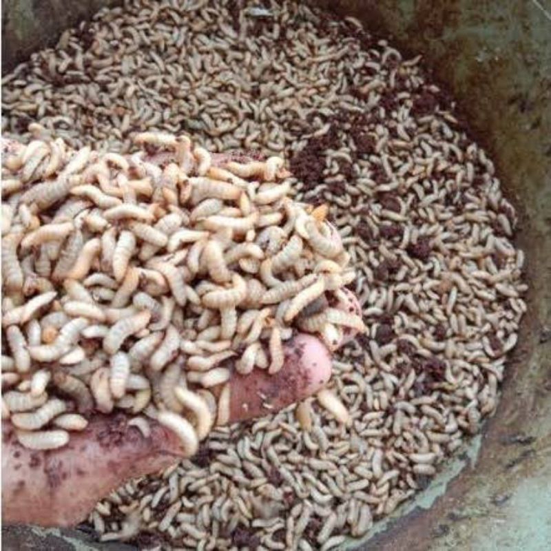 Jual MAGGOT HIDUP 1KG MAGGOT FRESH MAGGOT PAKAN IKAN AYAM ITIK PAKAN ...