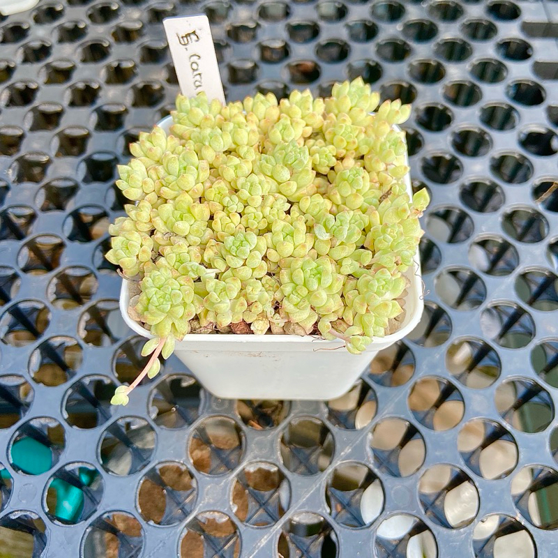 Jual echeveria caramel spirit | Shopee Indonesia