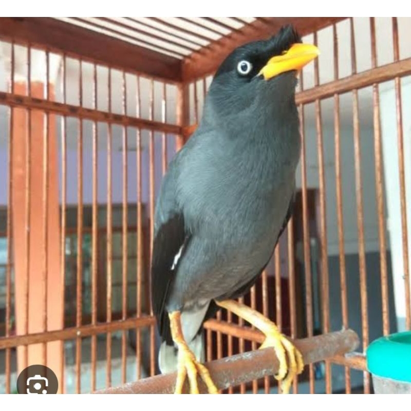 Jual JALAK KEBO MATA KUNING | Shopee Indonesia