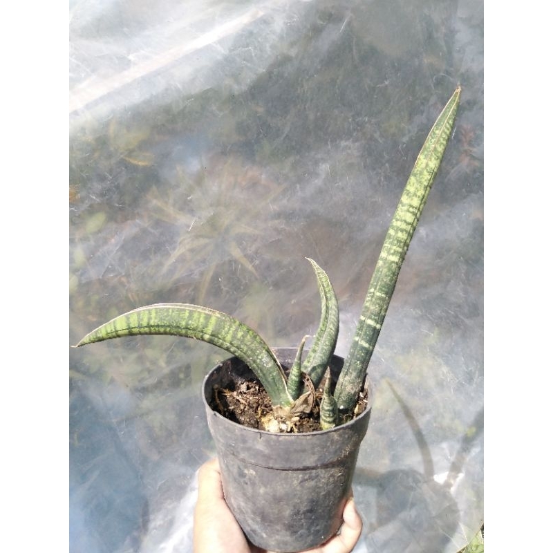 Jual sansevieria kuku bima /fischery big size pot 12 ada anakan ...