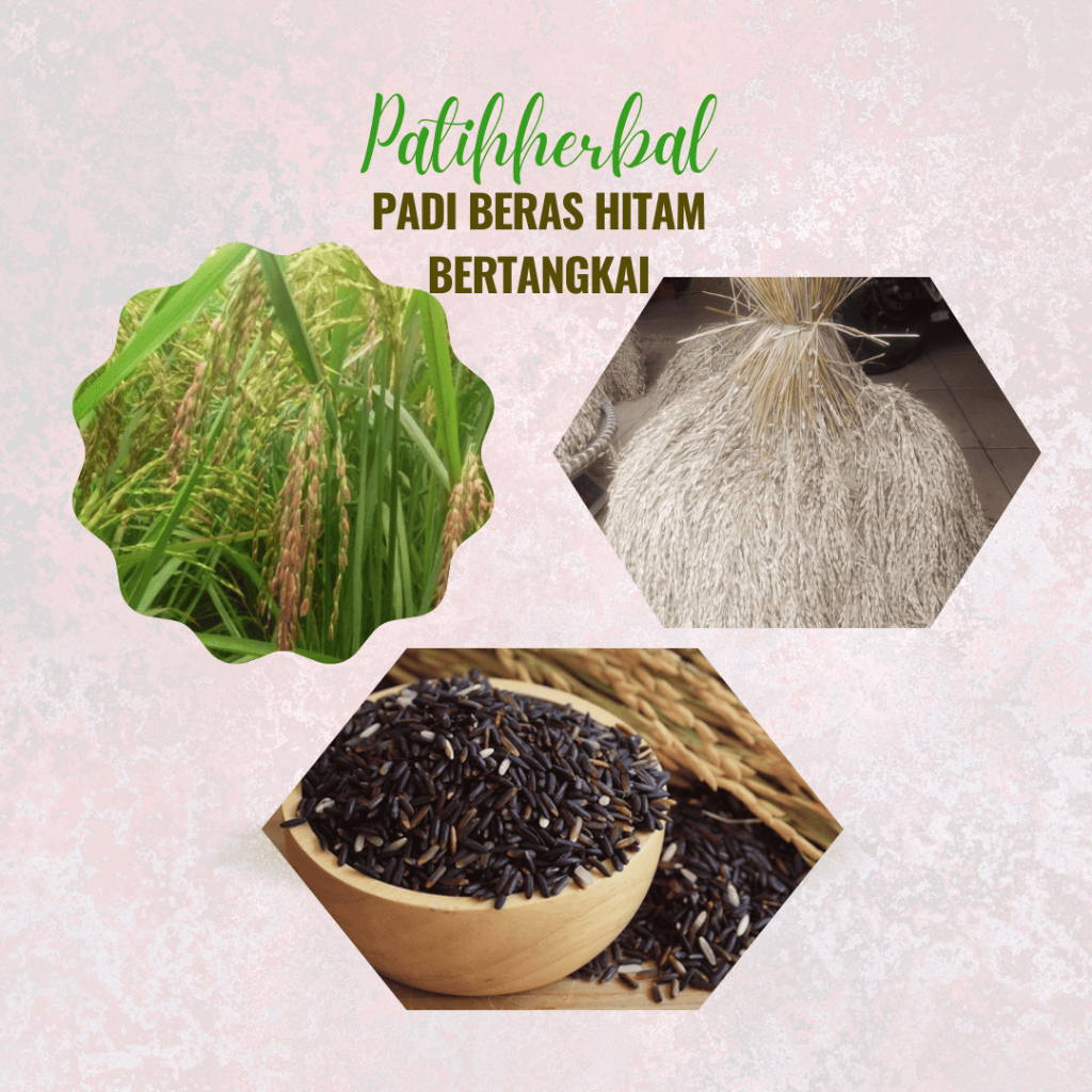 Jual Padi Beras Hitam Bertangkai original 100% asli isi 10 tangkai ...