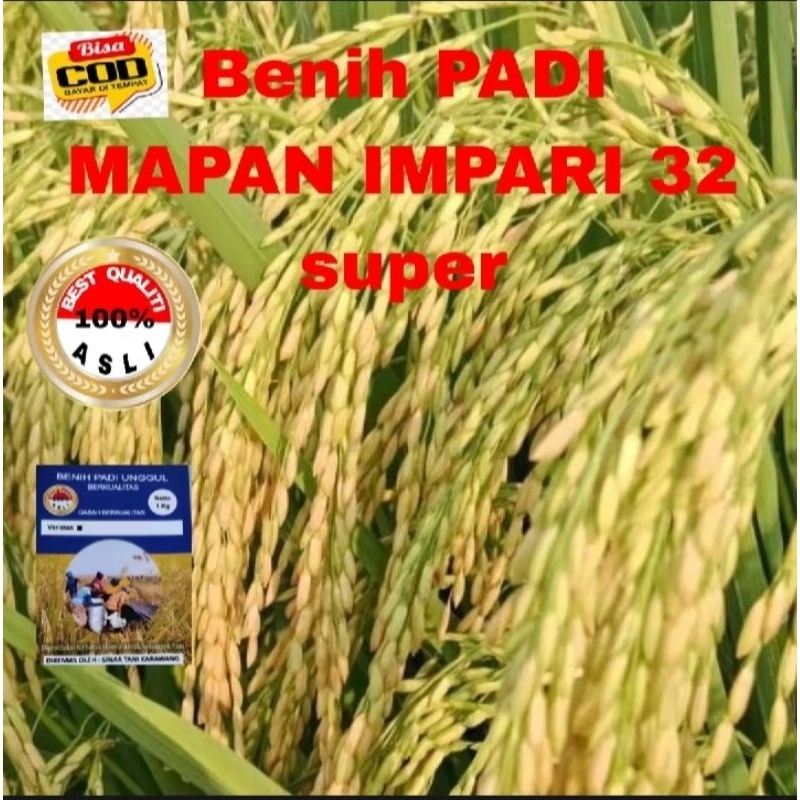 Jual BENIH PADI MAPAN INPARI 32 SUPER UNGGUL BERKUALITAS 1KG | Shopee Indonesia