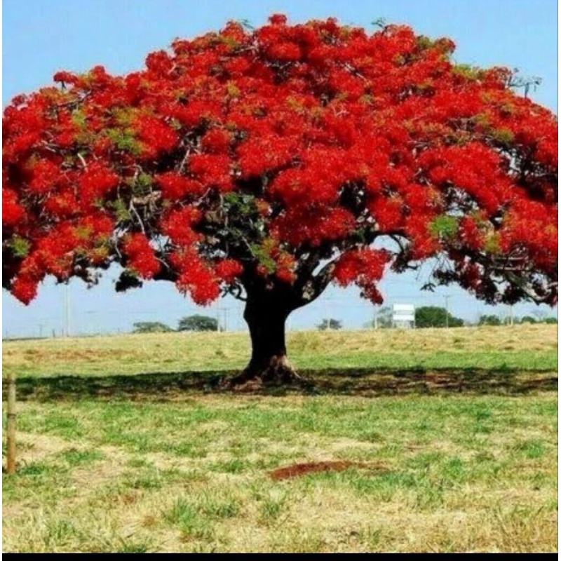 Jual pohon delonix regia/flamboyan merah, tinggi 3,5 m | Shopee Indonesia