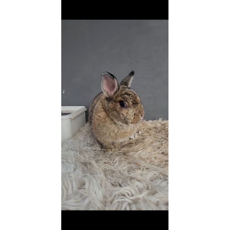 Jual kelinci Netherland Dwarf usia 7 bulan | Shopee Indonesia