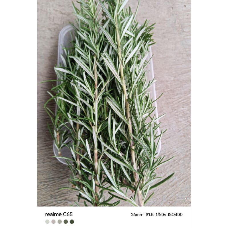 Jual 500g 1000g DAUN ROSEMARY SEGAR KEMASAN/ROSEMARY SIAP PAKAI/DAUN ...