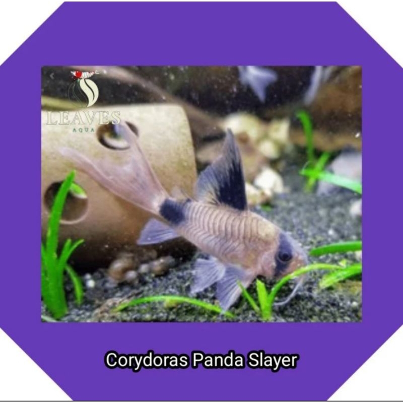 Jual Corydoras panda slayer ikan aquascape | Shopee Indonesia