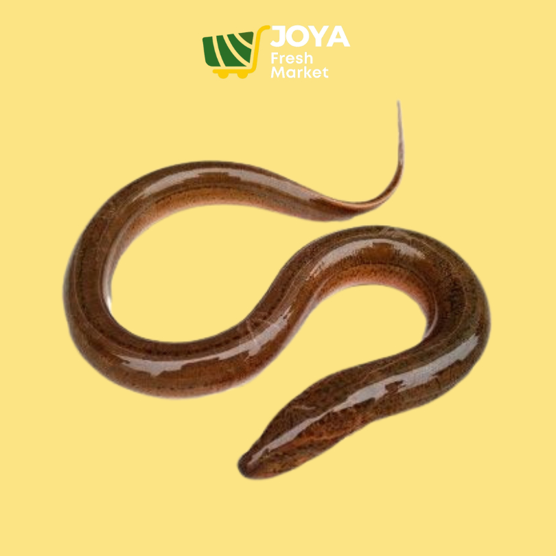 Jual Joya Fresh - Ikan Belut Segar/Ikan Air Tawar Segar/Ikan Belut ...