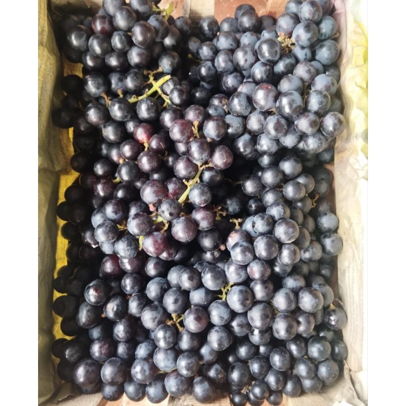 Jual Anggur Bali 1kg | Shopee Indonesia