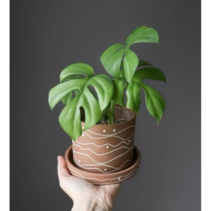 Jual tanaman monstera rhaphidophora tetrasperma monstera mini minima ...