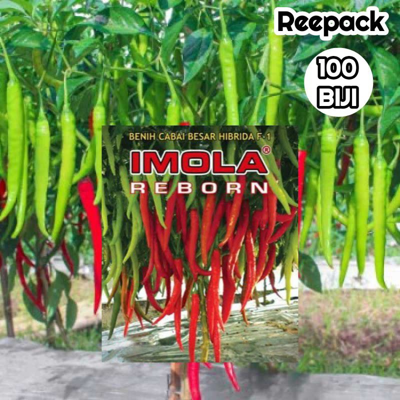 Jual Reepack 100 Biji Cabe IMOLA REBORN | Benih Cabai Besar Imola ...
