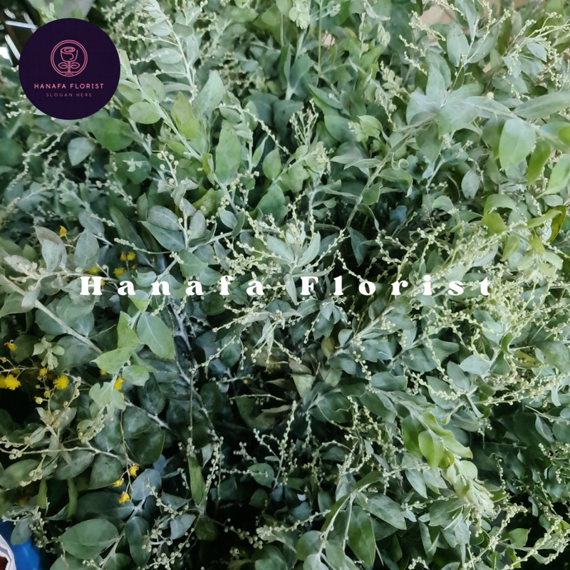 Jual Daun Import Mimosa / Daun Dekorasi Asli Fresh ( Bunga Segar ...