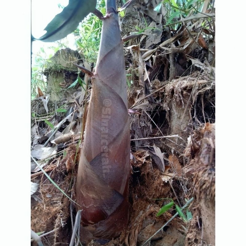 Jual Rebung sayur/Rebung bambu Betung segar/rebung bambu siap ...