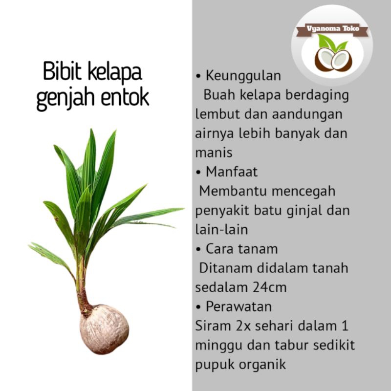 Jual Bibit Kelapa genjah entok umur 3 Tahun | Shopee Indonesia