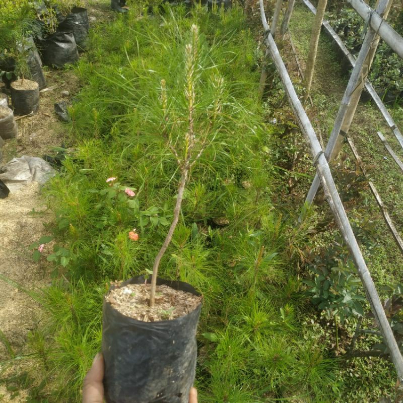 Jual tanaman pinus/cemara pinus | Shopee Indonesia