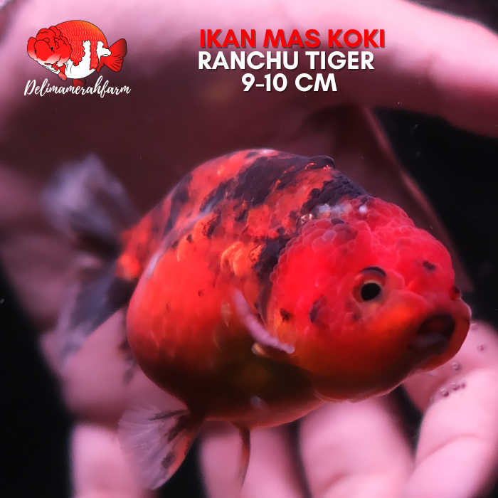 Jual IKAN MAS KOKI RANCHU CALICO SIZE 10-11 CM BERKUALITAS WARNA PEKAT ...