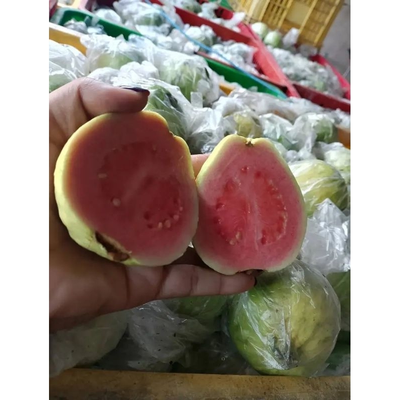 Jual jambu merah jus kemasan 10 kg | Shopee Indonesia