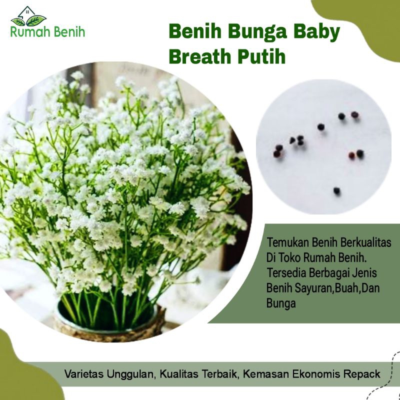 Jual Benih Bunga Baby Breath Putih / Bibit Benih Bunga Gypsophila ...