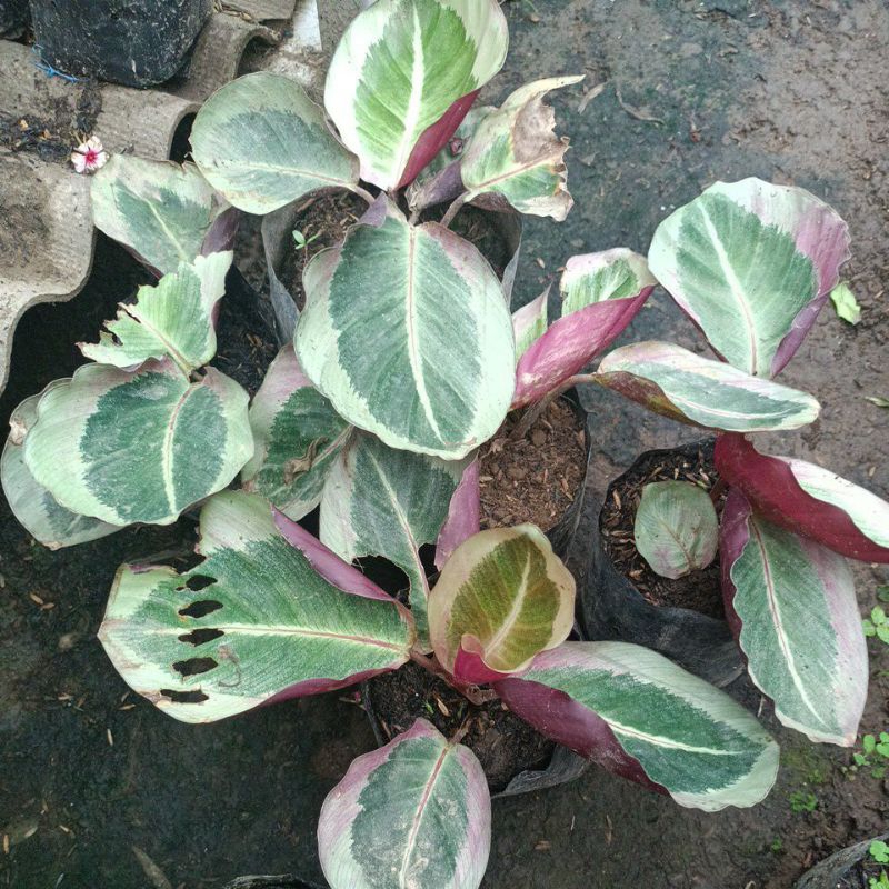 Jual Calathea Cynthia pink | Shopee Indonesia