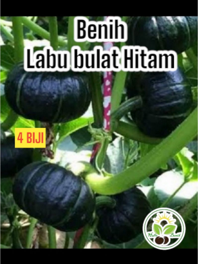 Jual 4 BIJI~BENIH LABU BULAT HITAM / LABU KABOCHA | Shopee Indonesia