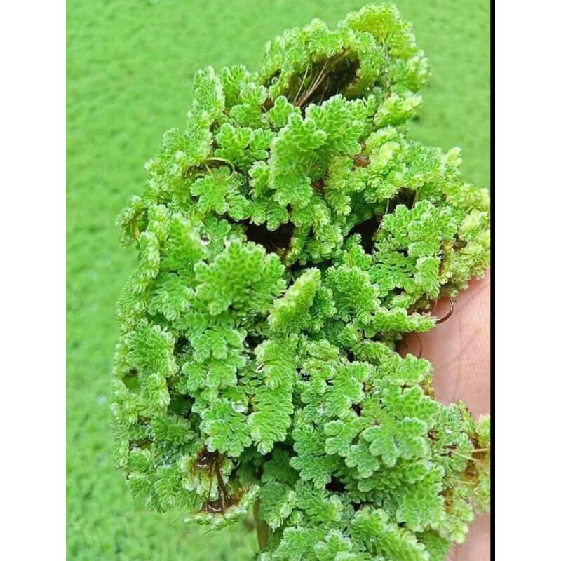 Jual AZOLLA AZZOLLA azola 250 gram azolla 1/4kg tanaman air mengapung ...