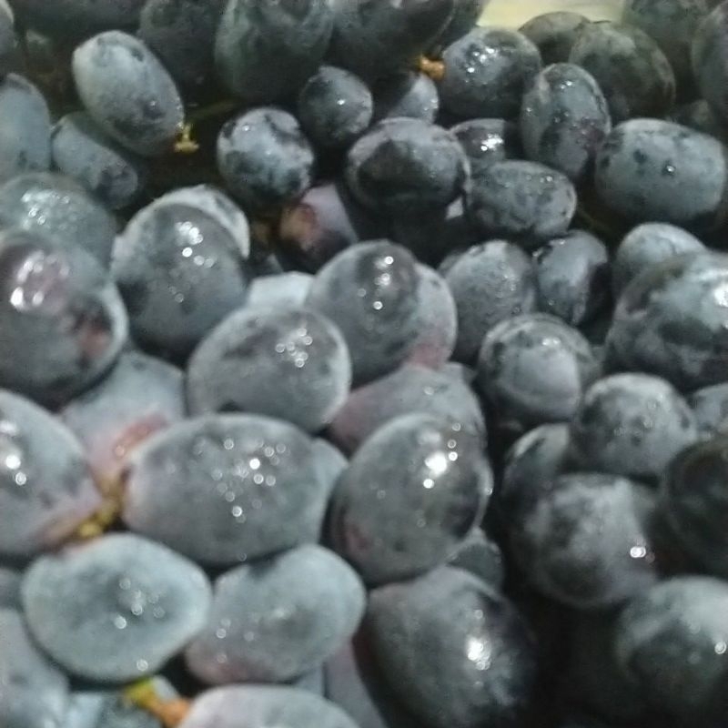 Jual Anggur Autum Item 500gr | Shopee Indonesia