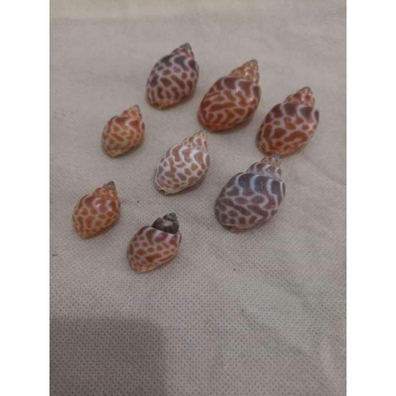 Jual keong macan/keong kerang/kelomang/ cangkang kerang isi 20pcs ...