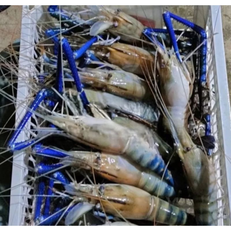 Jual Udang sungai fresh 500gram/ udang galah fresh 500gram | Shopee ...