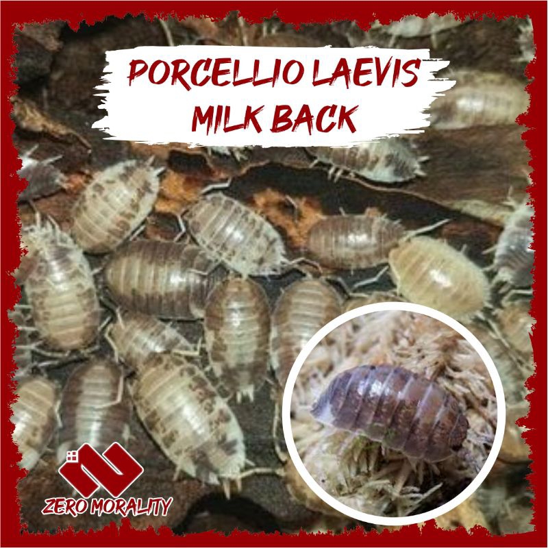 Jual ISOPOD PORCELLIO LAEVIS MILK BACK | Shopee Indonesia