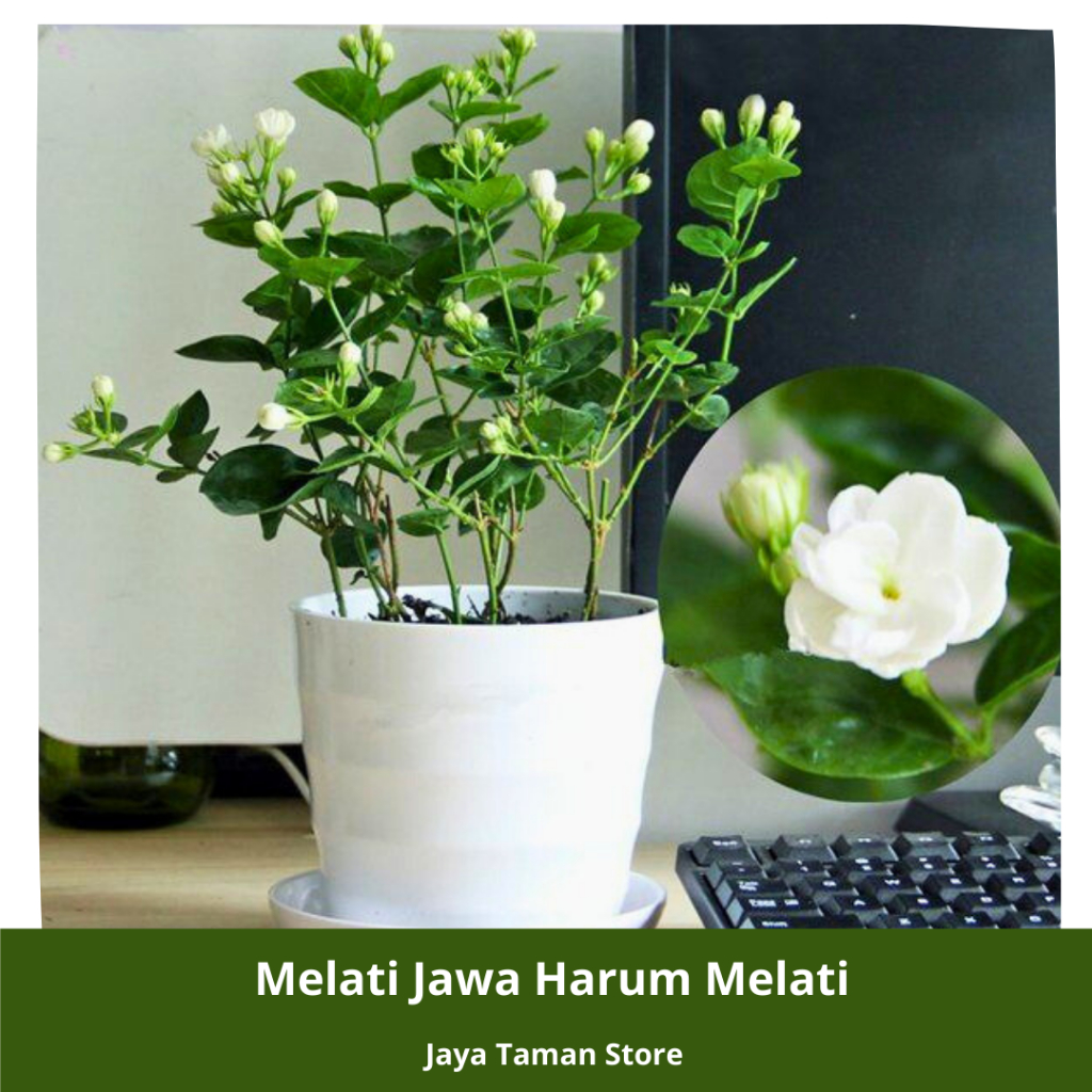 Jual Promo COD!!! Bunga Hias Melati Jawa Harum Melati Kampung - Tanaman ...