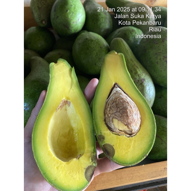 Jual alpukat mentega jumbo | Shopee Indonesia
