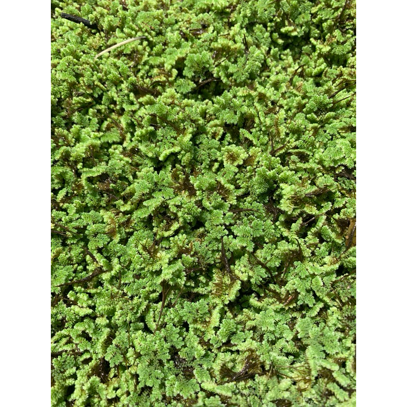 Jual Azolla microphylla AZOLA AZZOLA AZOLLA 50 gram PAKAN IKAN DAN ...