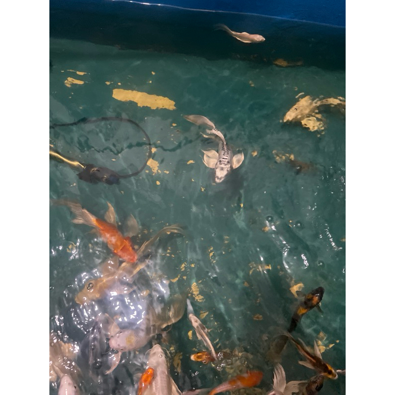 Jual koi slayer koi kumpai size 23-25cm | Shopee Indonesia
