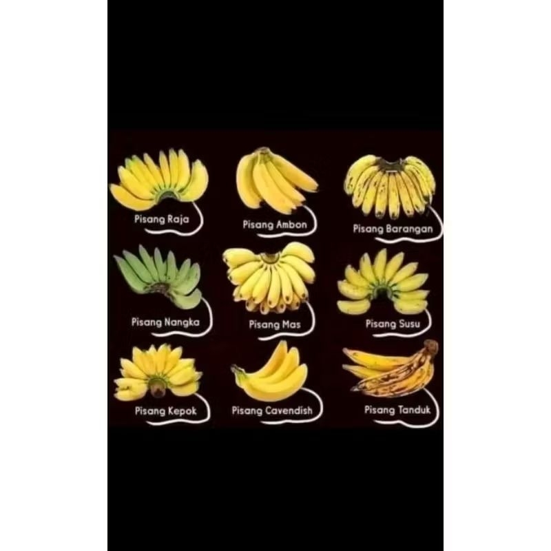 Jual aneka jenis pisang ada pisang tanduk, pisang uli, pisang kepok ...