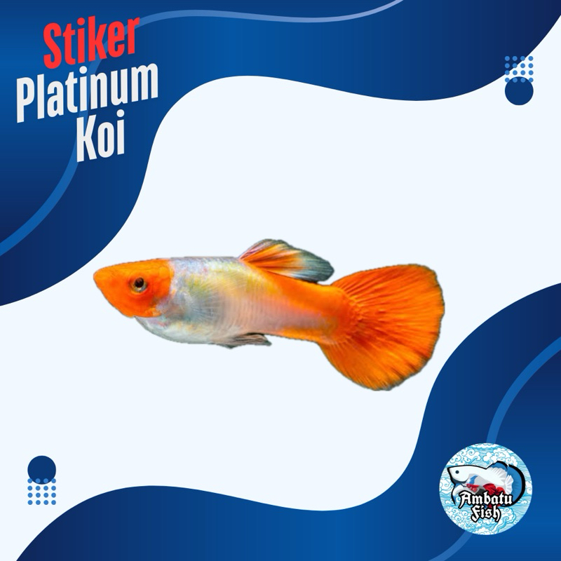 Jual Stiker premium Ikan Guppy Platinum Koi | Shopee Indonesia