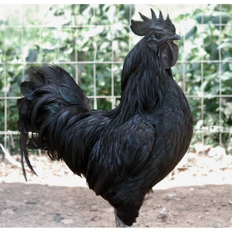 Jual Ayam Cemani Asli Terlengkap & Harga Terbaru April 2026 | Shopee ...