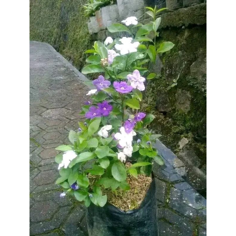 Jual tanaman klau berbunga wangi semerbak bunga melati kosta | Shopee ...
