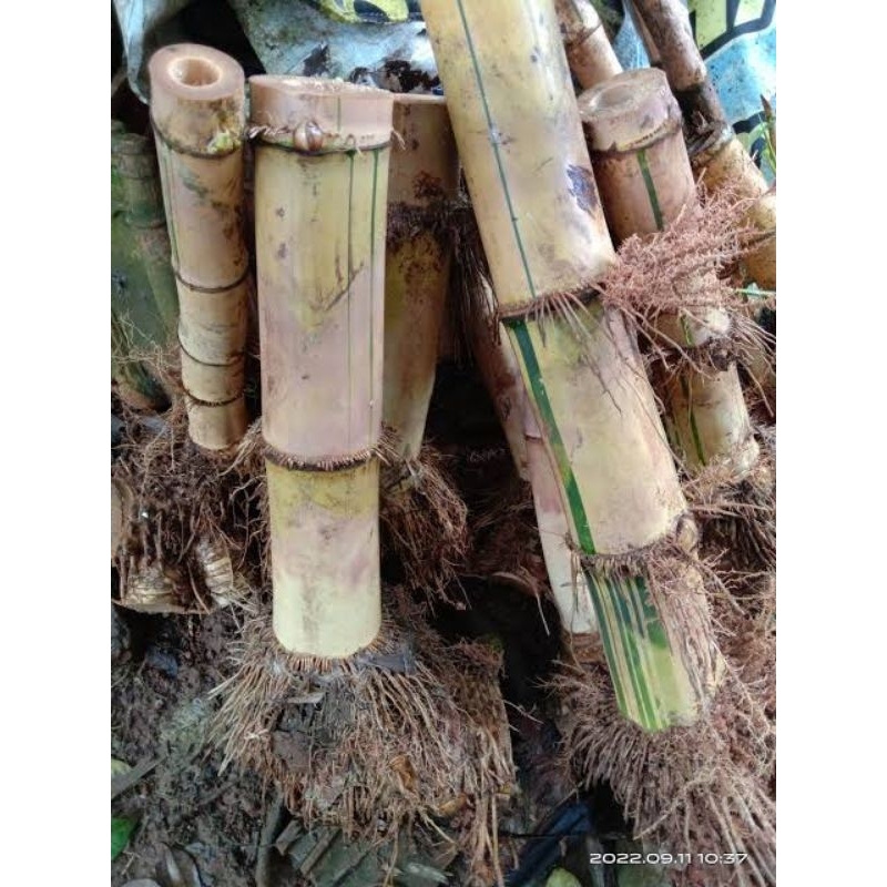 Jual Bibit Bambu Kuning Jumbo/Bonggol Bambu kuning Buat Bahan Bonsai ...
