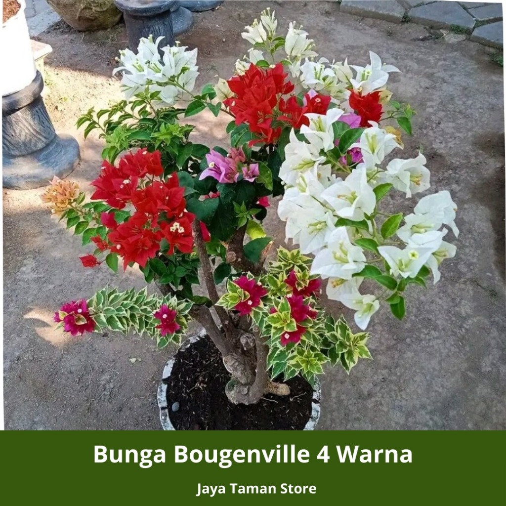 Jual Promo COD!!! Tanaman Hias Bunga Bougenville 4 Warna - Tanaman Hias ...