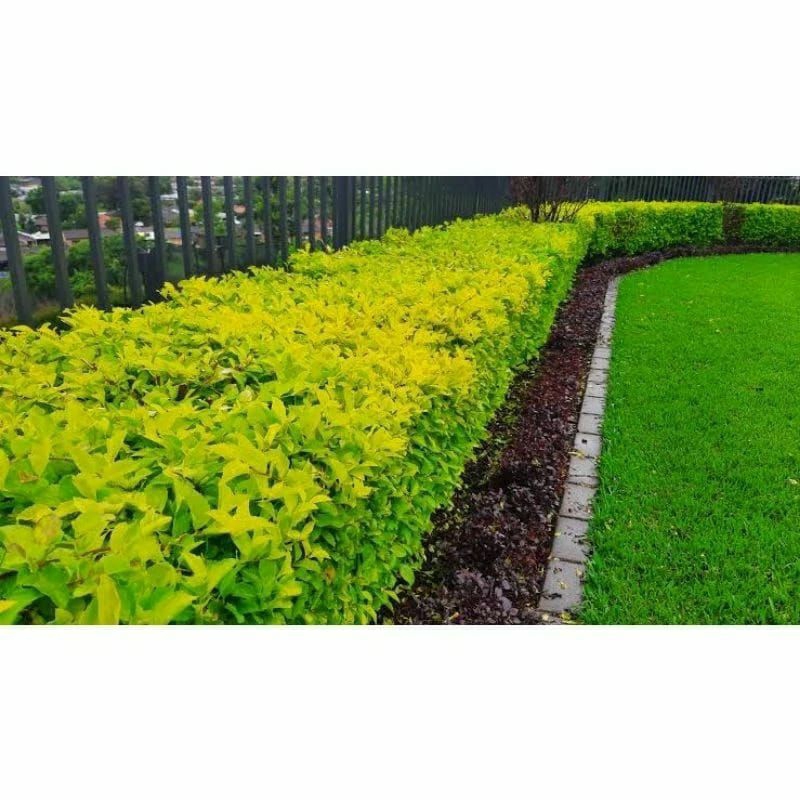 Jual penitian kuning tanaman hias pangkas kuning | Shopee Indonesia